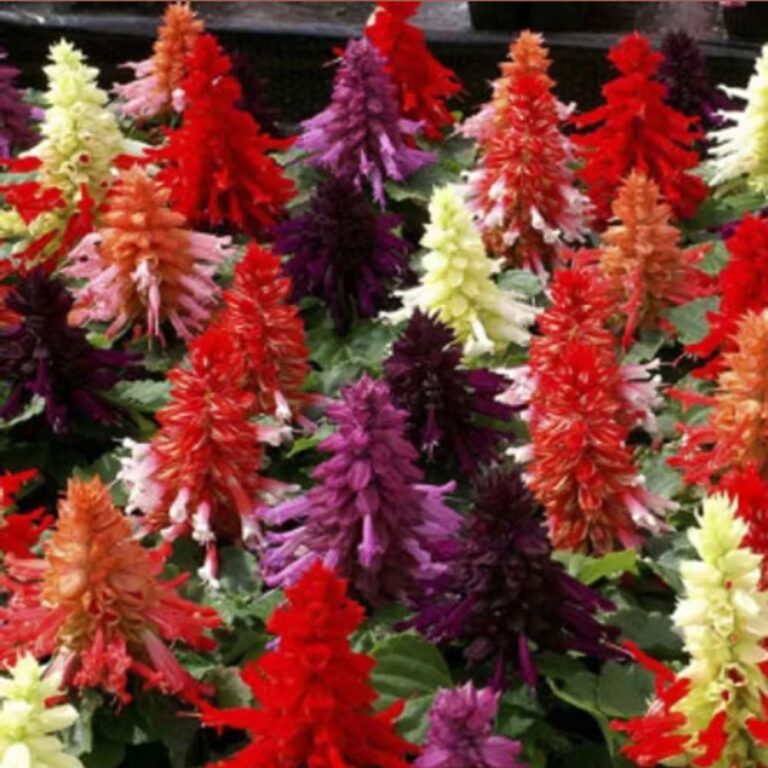 Salvia splendens Cleopatra Mixed Flower Seeds - Ankur Nursery