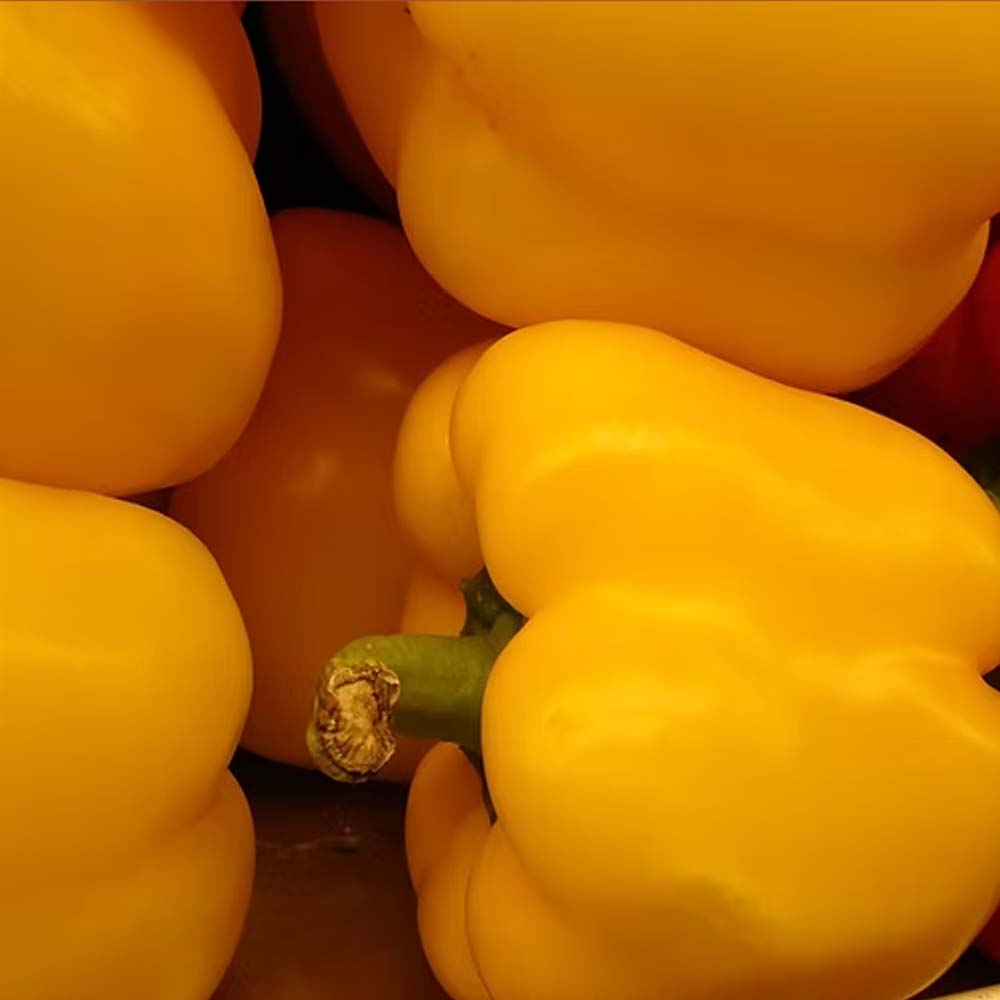 Capsicum Yellow Vegetable Seeds - Ankur Nursery