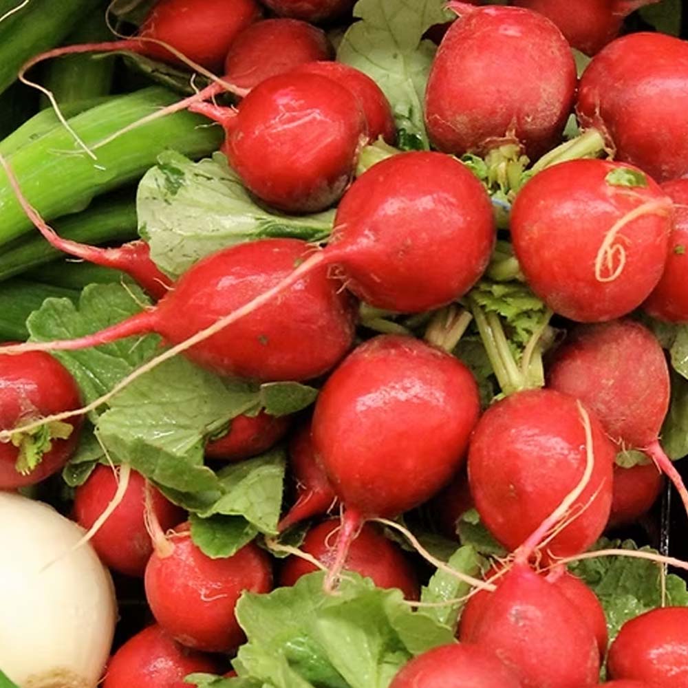 Radish Red Globe Vegetable Seeds - Ankur Nursery